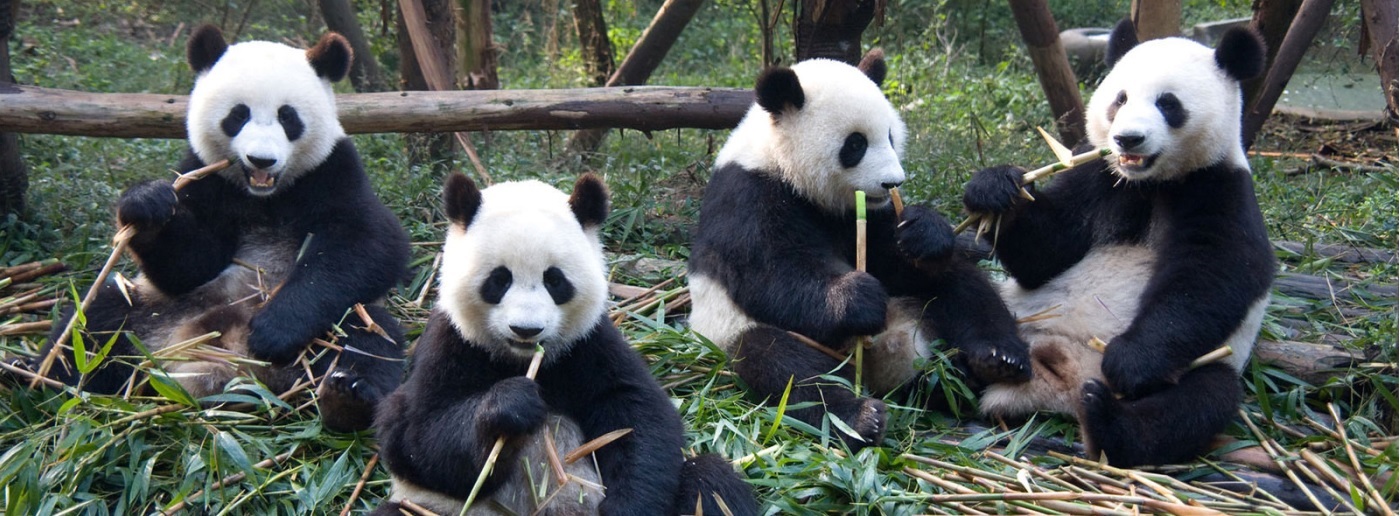 Pandas Tutorial Dimitris Effrosynidis